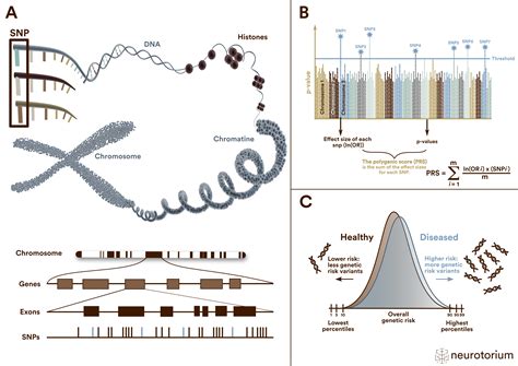 Single Nucleotide Polymorphisms Snps Polygenic Risk Scores Prs And Their Distribution