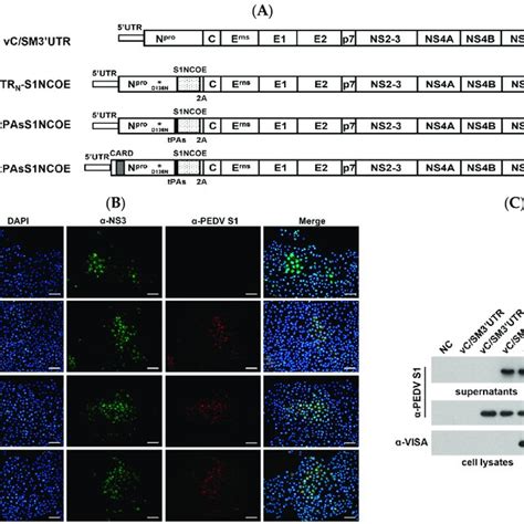 Regulation Of Irf3 Degradation And Visa Mediated Ifn β Induction By The