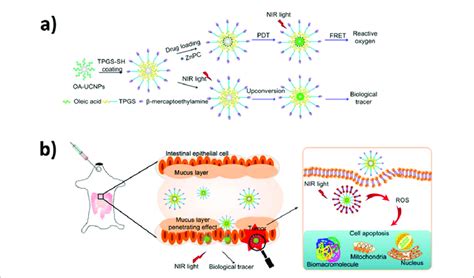 Schematic Representation Of A Znpc Tpgs Sh Ucnps And B Intestinal