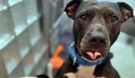 Dove Adottare Un Cane In Puglia La Guida