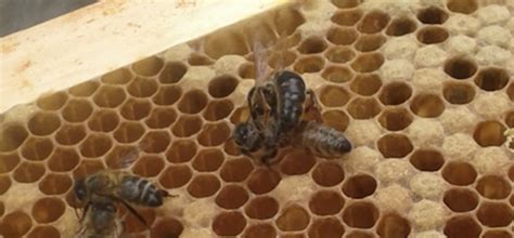 Fighting Queen Bees Beespoke Info