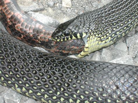 Mating Snakes Sex Intercourse Video W Creepo Video Taper Oh They Connected LOYAL K N G