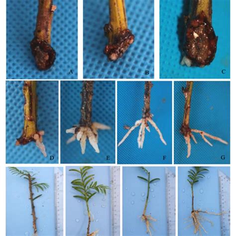 Anatomical Structure Of The Transverse And Longitudinal Sections Of The Download Scientific