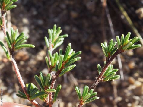 Cryptandra Hispidula