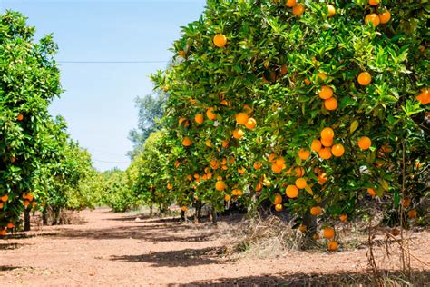 Orange Trees Should They Have Companion Plants