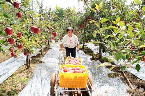 天水在线摄影报道麦积区元龙镇青龙村的花牛苹果红了 图 天水在线