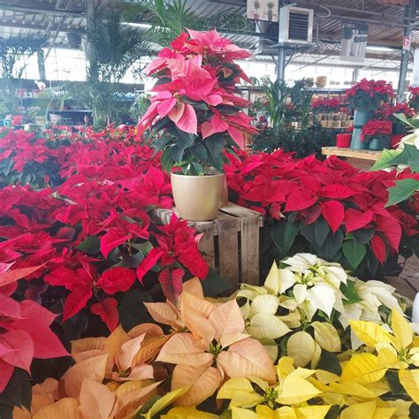 Navidad Tiempo de Poinsettia Garden Catalunya Plants Sant Vicenç dels Horts Barcelona