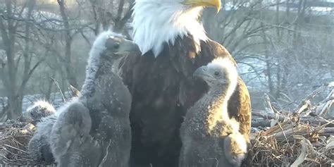 Mom Decorah Eagle Holds Her Own Despite Dad Decorah Missing