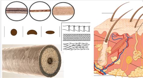 Forensics Of Hair Anatomy Diagram Quizlet