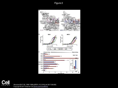 Structural Insight Into Blm Recognition By Topbp1 Ppt Download