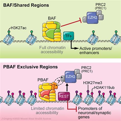 The Swisnf Pbaf Complex Facilitates Rest Occupancy At Repressive