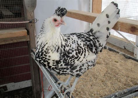 Appenzeller Spitzhauben Chicks Oonz