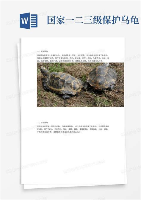 国家一二三级保护乌龟 Word模板下载编号qpzvvjmo熊猫办公