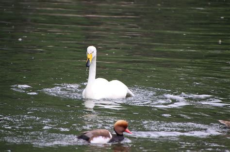 Swan Duck Birds White Free Photo On Pixabay Pixabay