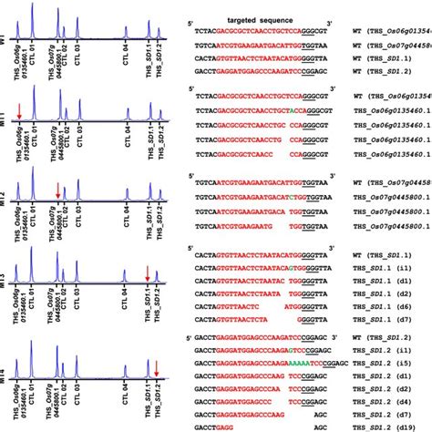 Detection Of Off Target Mutations By The Developed Mlpa Based Method