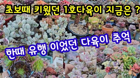 지금은 키핑장에 있는 초보때 1호 다육이들 소식~🌸 아파서 보내기도 하고 한때 유행했지만 지금은 추억의 다육이 😆 Youtube