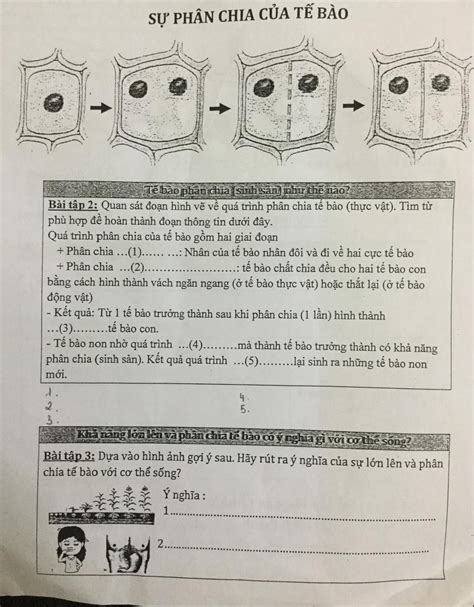 SỰ PhÂn Chia CỦa TẾ BÀo Tế Bào Phần Chia Sinh Sán Mhư Thế Nào Bài