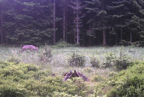 Kreis Rastatt Wolf Im Wald Bei Forbach Gesichtet Region And Land