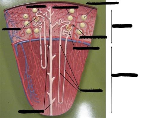 Nephron Diagram Quizlet