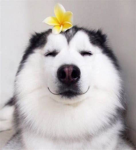 Avatar Ch Cute D Th Ng