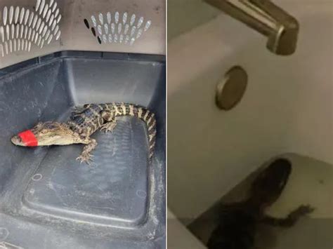 Woman Faces Charges For Keeping Alligator In Hotel Bathtub For Birthday