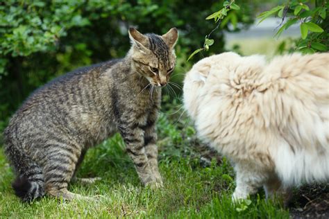 喧嘩？ じゃれ合い？ 猫同士がもめる原因や仲裁に入った方が良いケース となりのカインズさん