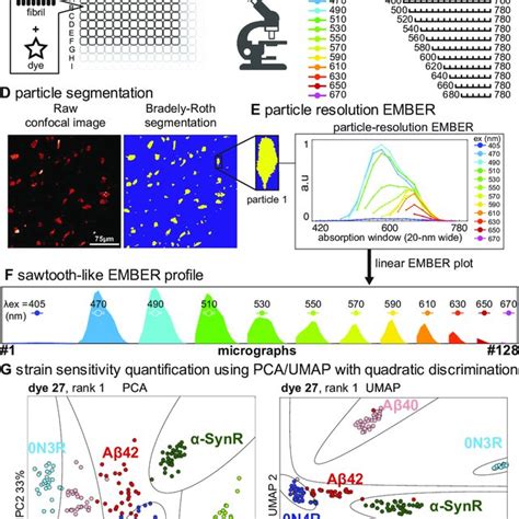 Ember Excitation Multiplexed Bright Emission Recordings Workflow A