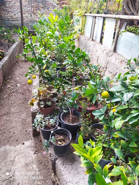 Green Grass მწვანე გაზონი Green Grass მწვანე გაზონი