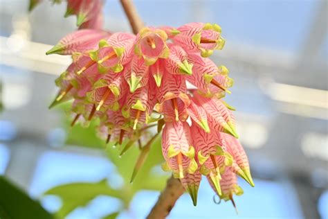 小石川植物園 温室の様子です photo hobby