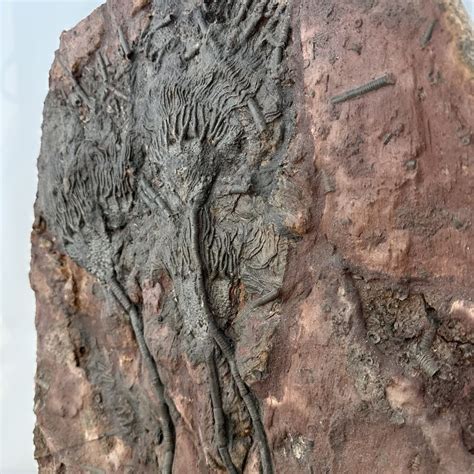 Crinoid Fossil Malta Stone By Strata Designs Ltd