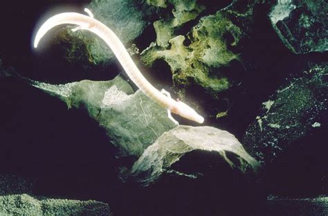 Olm Proteus Anguinus