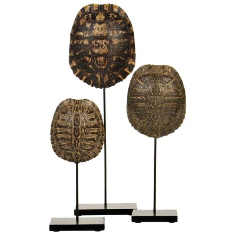 Collection Of Authentic Turtle Shells On Steel Display Stands Turtle Shell Display Stand