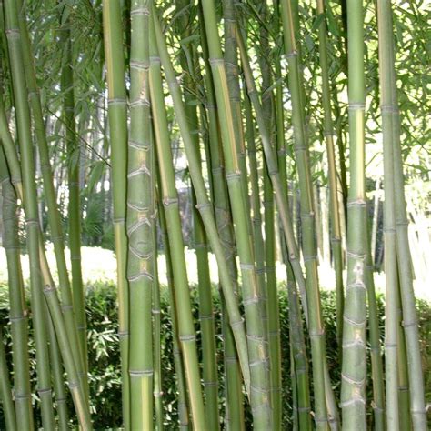 Bambou Moyen Phyllostachys Aurea Flavescens Inversa Pas Cher