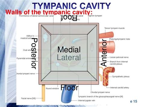 Diagram Diagram Of Middle Ear Cavity Mydiagramonline