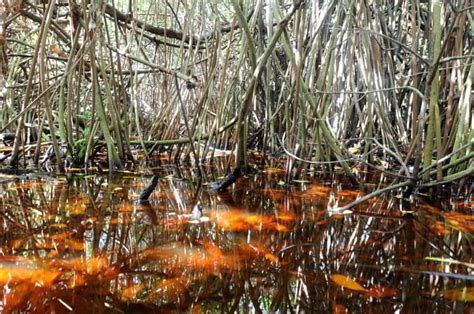 Contaminación Dilata Progreso Turístico Laguna De Bávaro