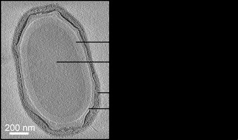 Bacterial Sporulation In Bacillus Subtilis On Bacterialworld