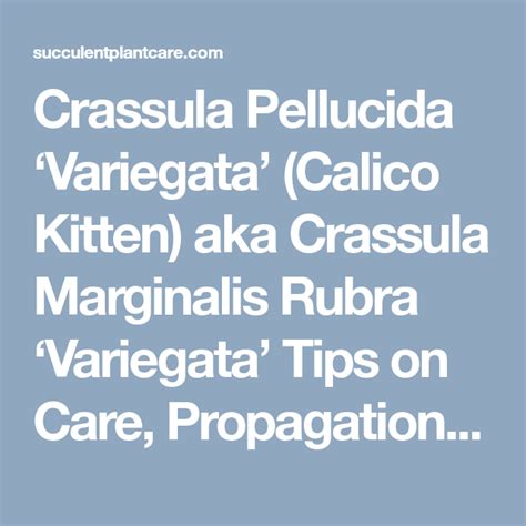 Crassula Pellucida Variegata Calico Kitten Care Propagation Calico