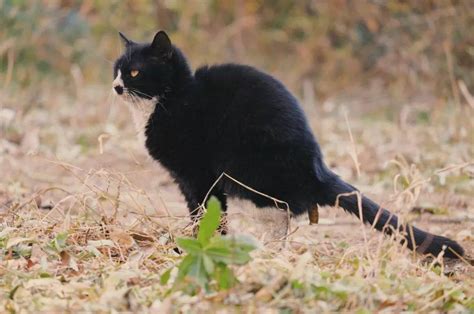 猫课堂 可爱猫咪的屎屁尿（前方高能，慎入！） 搜狐大视野 搜狐新闻