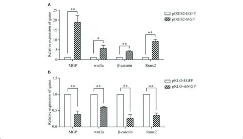 The Mrna Expression Of Mgp And Wnt Related Factors Mgp Wnt3a