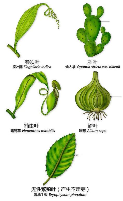 史上最全的植物形態圖解，教你分分鐘認識所有植物！ 壹讀