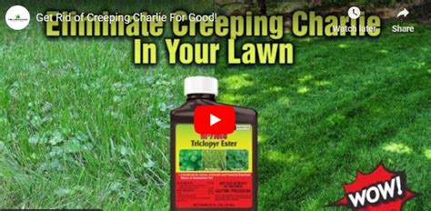 Top Best Herbicides For Creeping Charlie Agrolearner