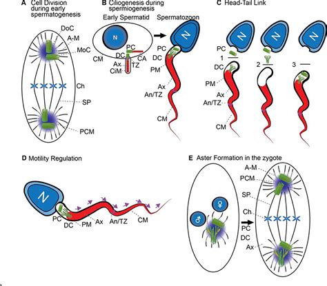 The Sperm Centrioles Pmc