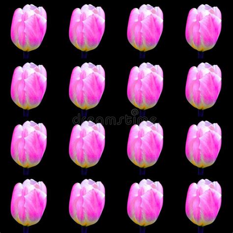 Tulips Is A Perennial Bulbous Plant With Showy Flowers In The Genus