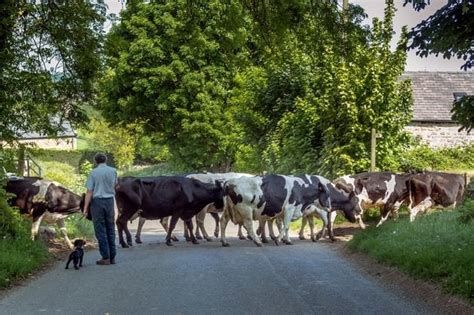 Nitrates Derogation Farmers Could Lose Up To 57pc Of Their Cows