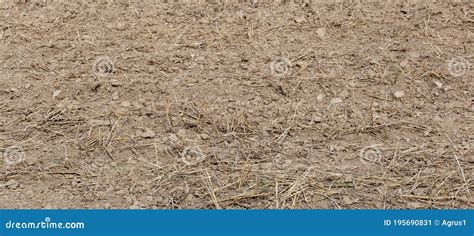 Texture Of Dead Grass Field Stock Image Image Of Backgrounds Wheat