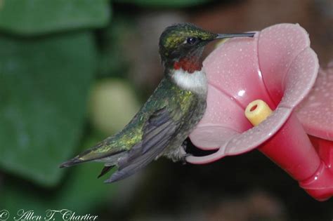 Ruby Throated Hummingbird