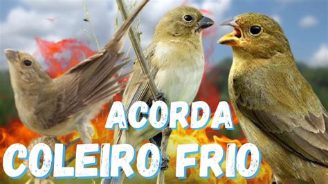 ESQUENTE SEU COLEIRO TUI TUI PIADO DE FÊMEA COLEIRO PARA ESQUENTAR