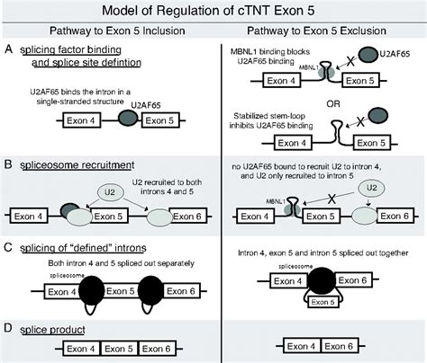 The Protein Factors Mbnl1 And U2af65 Bind Alternative Rna Structures To