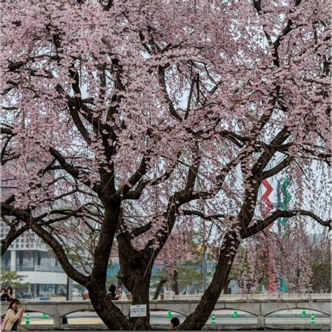대전 벚꽃 명소 카이스트 수양벚꽃 주말 꽃구경 여행지 아이와 가볼 만한 곳 봄축제 화폐박물관 봄축제 페스티벌 일정 벚꽃개화시기