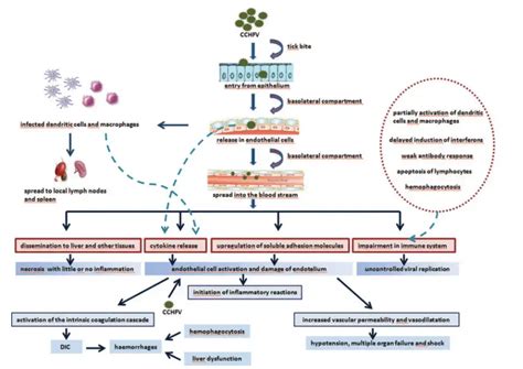 Crimean Congo Hemorrhagic Fever Virus An Overview Biology Notes Online
